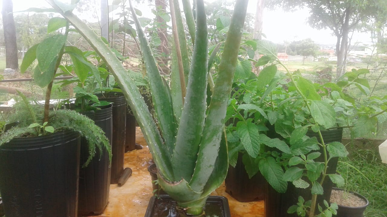 PLANALTINA 9 | ObservaPICS